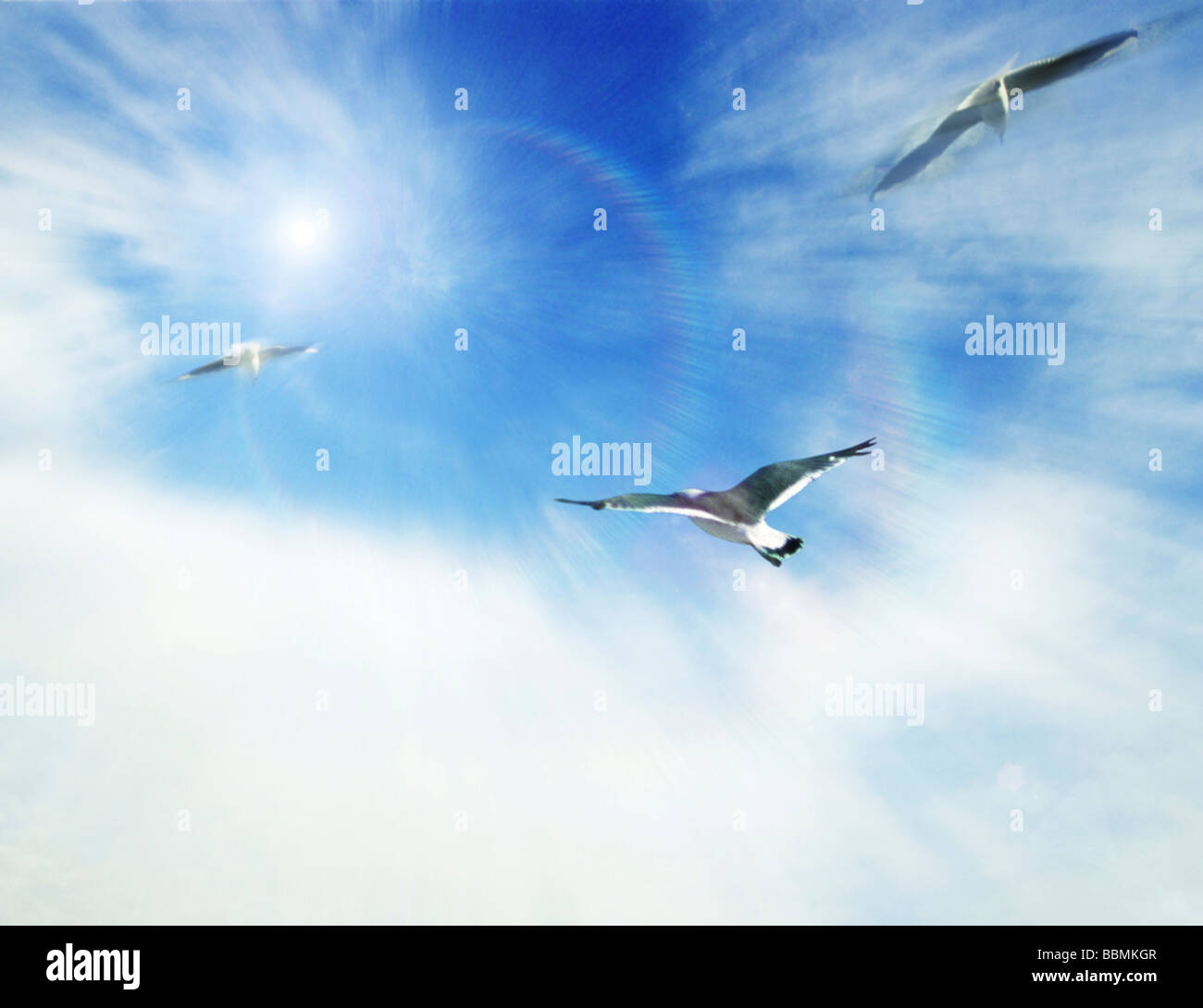 View of birds flying (digital composite Stock Photo - Alamy