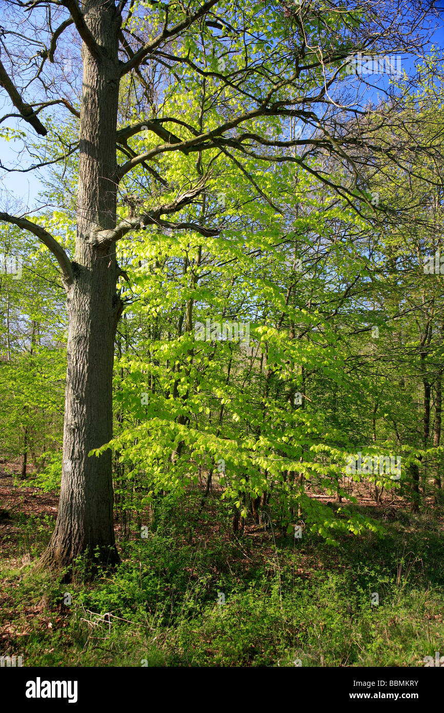 English beech tree pattern hi-res stock photography and images - Alamy