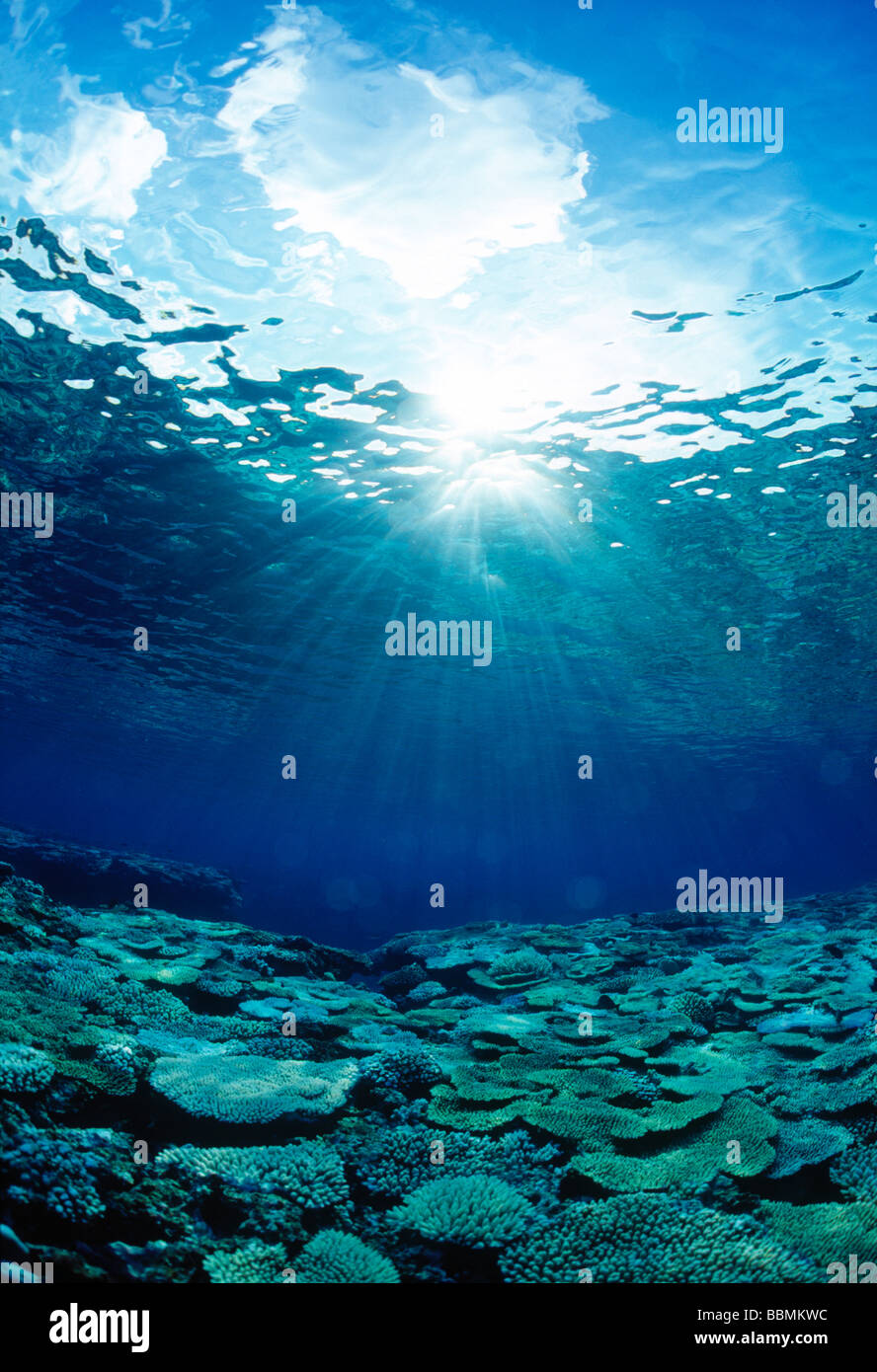 Underwater view of sunlight Stock Photo - Alamy