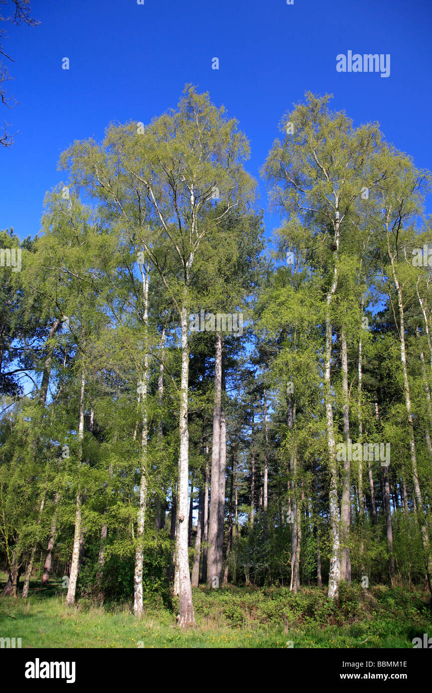 Silver Birch Trees Betula pendula in Spring Woodland Stock Photo - Alamy