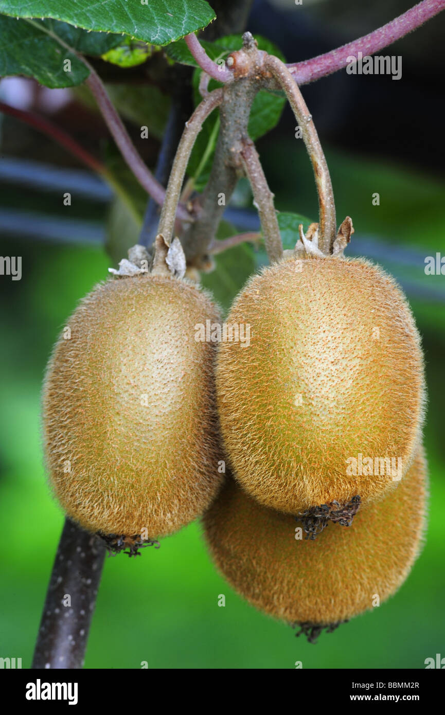 Kiwifruit orchard hi-res stock photography and images - Alamy