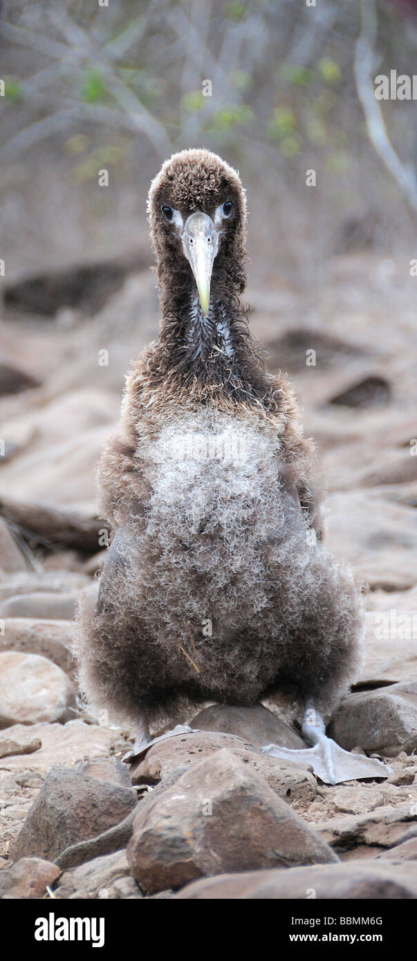 Baby albatross hi-res stock photography and images - Alamy