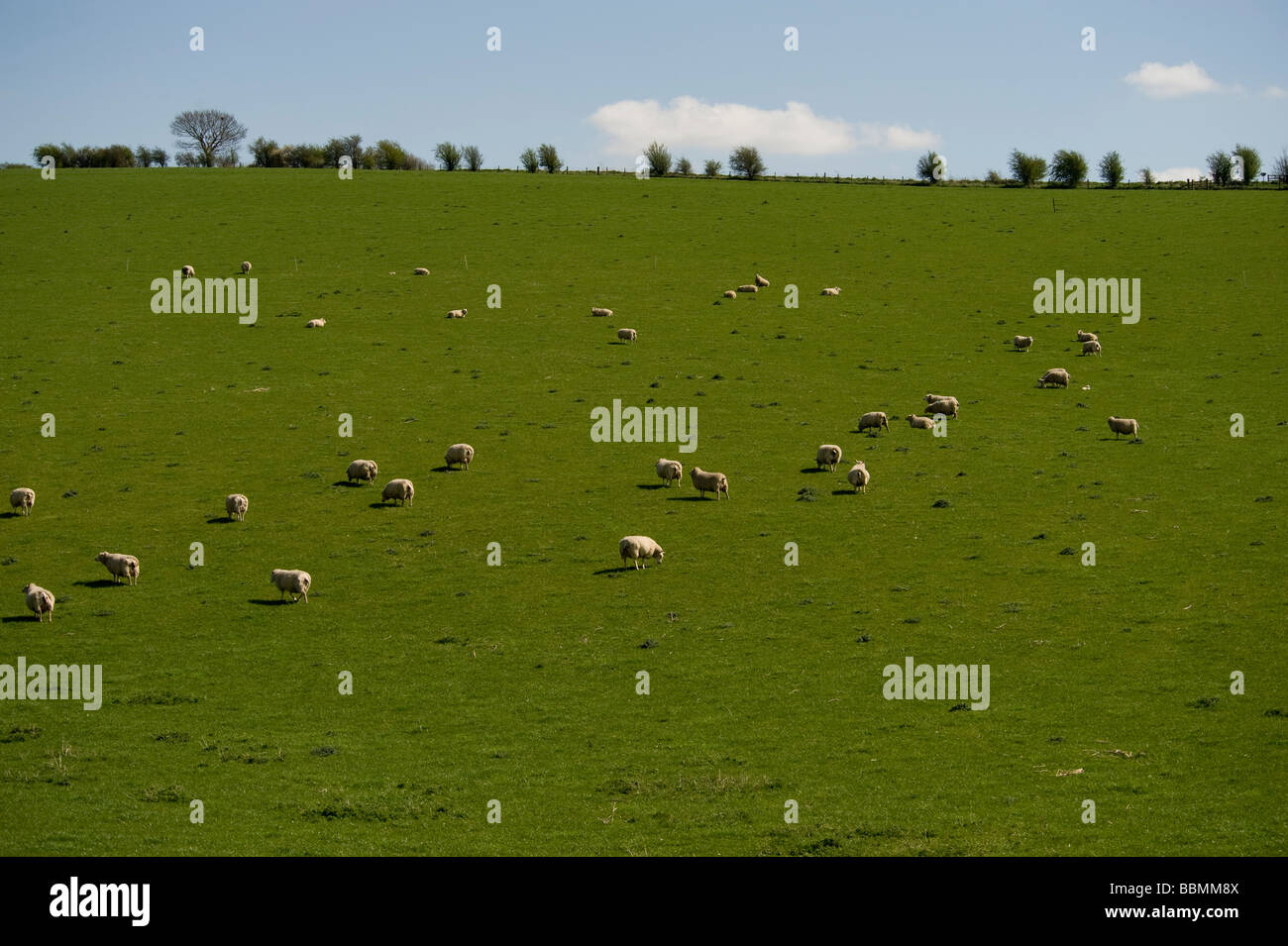 Free range sheep hi-res stock photography and images - Alamy