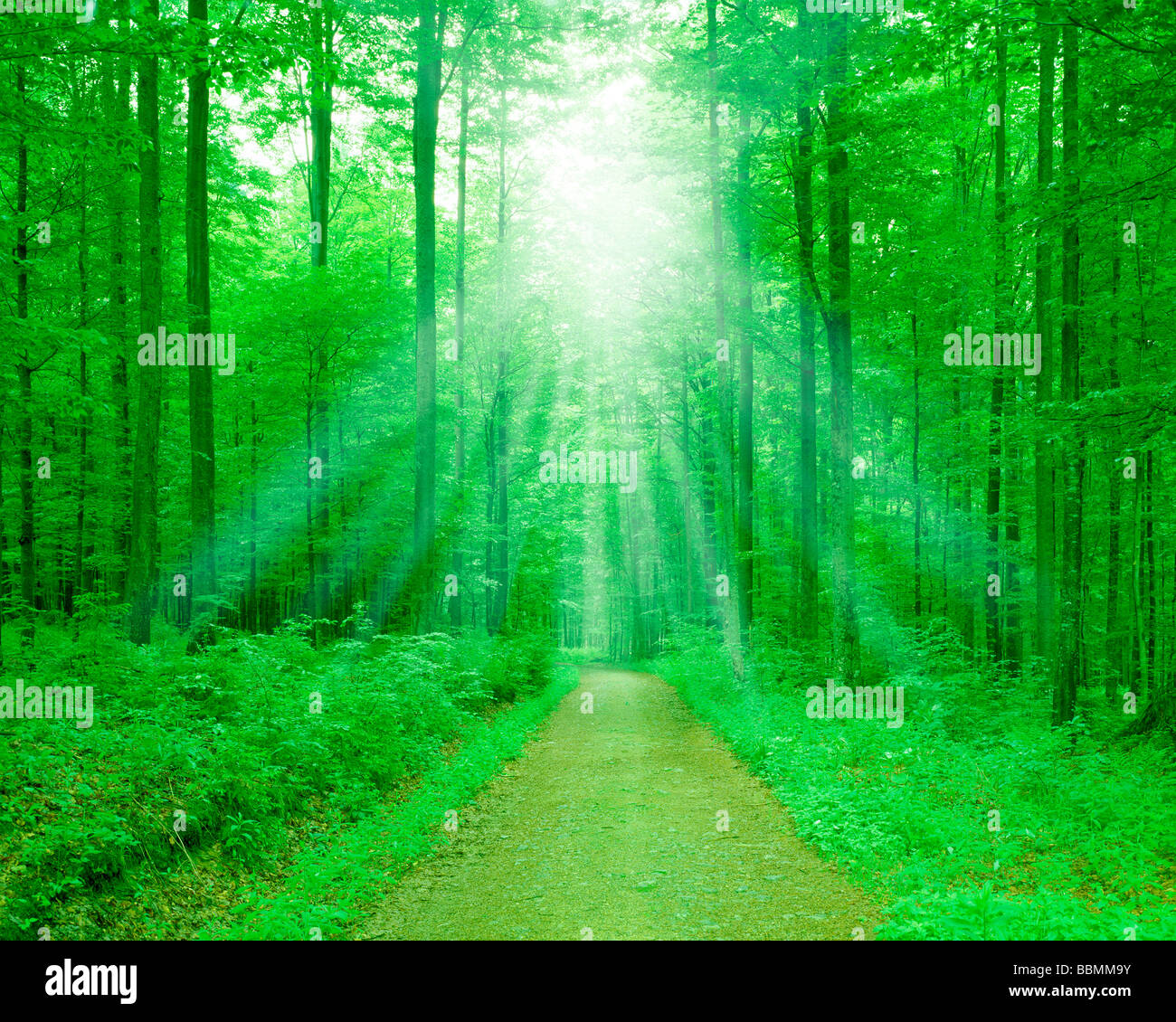 Pathway tall trees in hi-res stock photography and images - Alamy