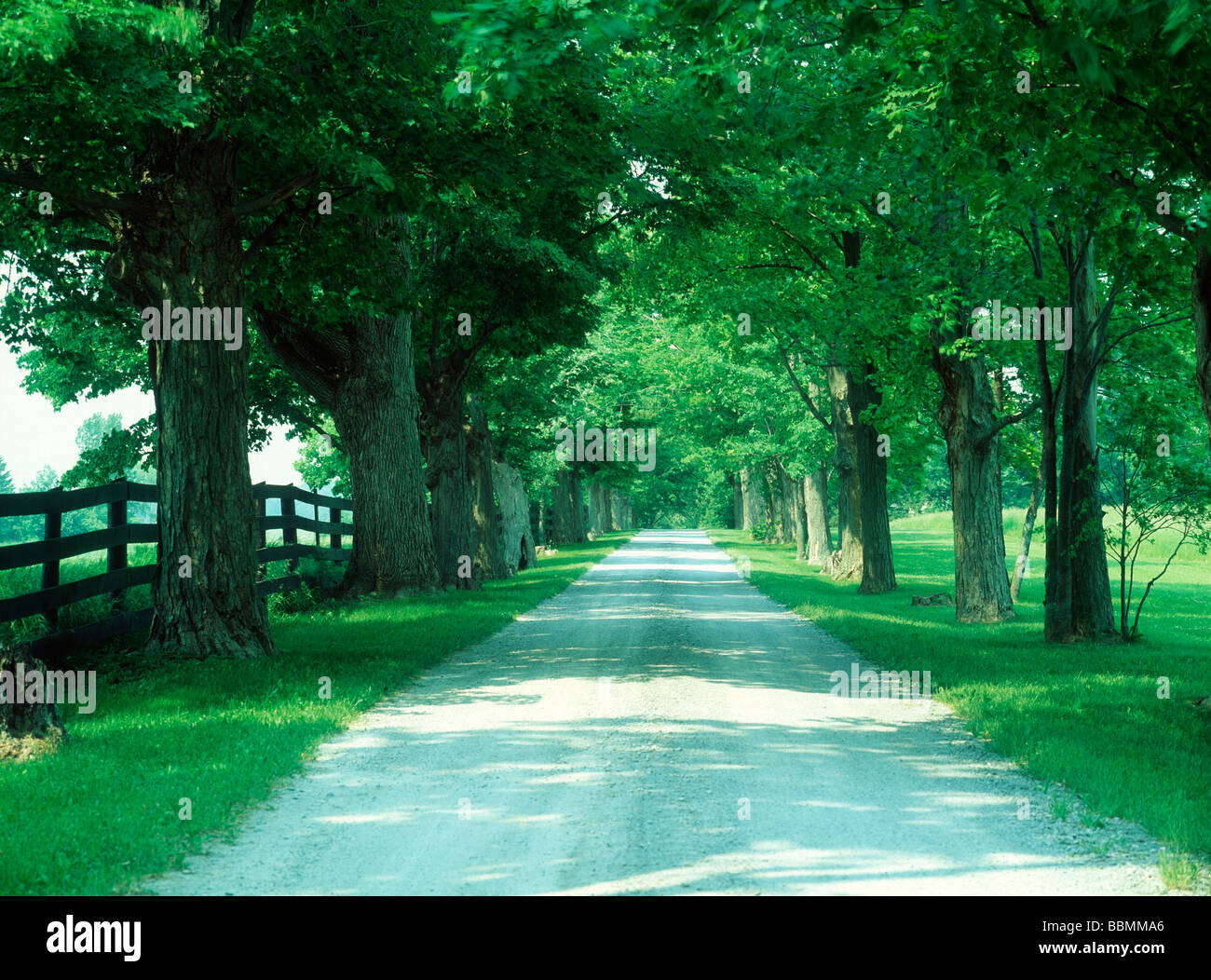 View of trees and pathway Stock Photo - Alamy
