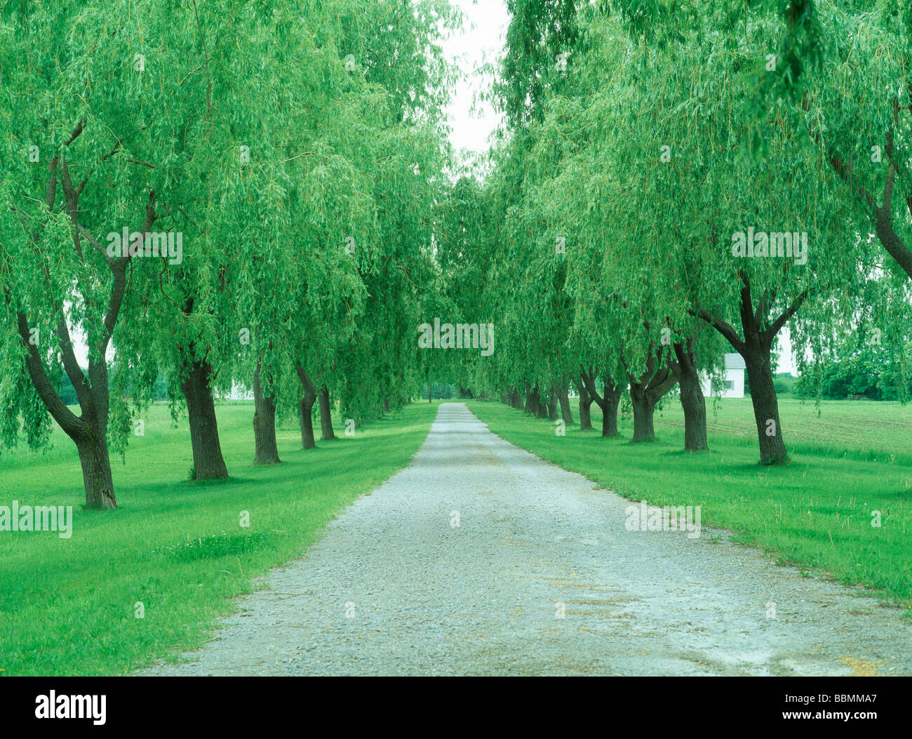 View of trees and pathway Stock Photo - Alamy
