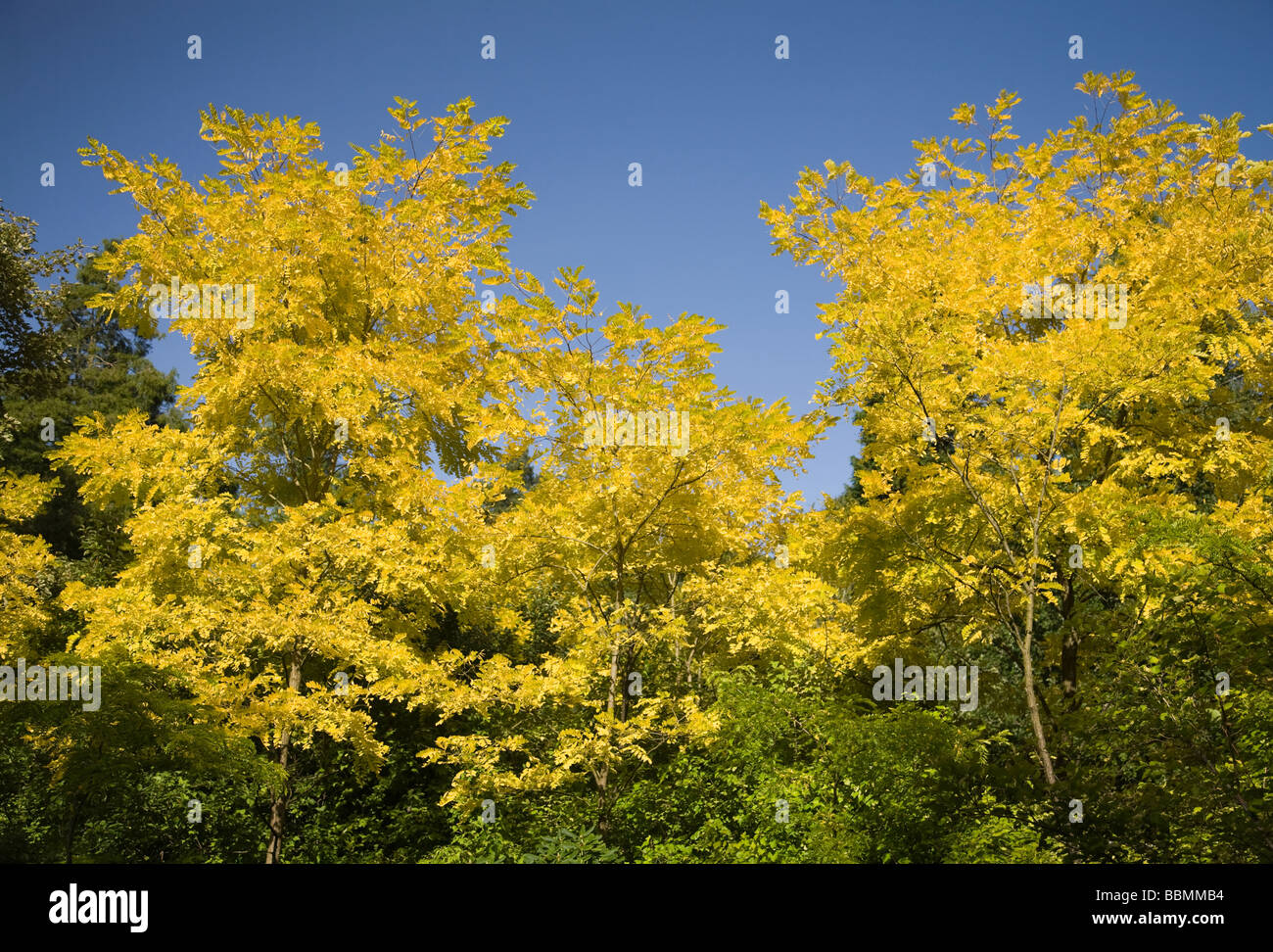 Colourful trees agaist a blue sky Stock Photo - Alamy
