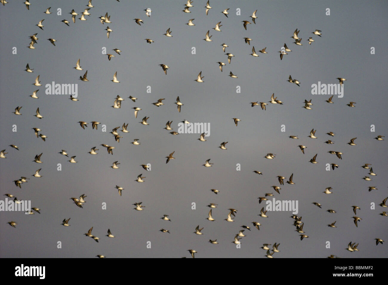 Dunlin in flight hi-res stock photography and images - Alamy