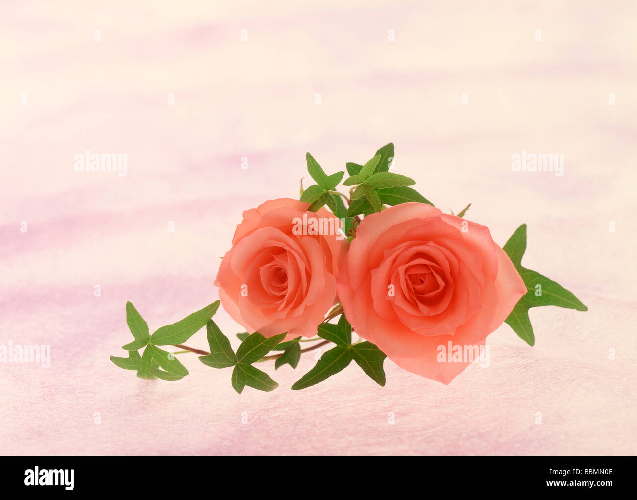Two colored roses hi-res stock photography and images - Alamy