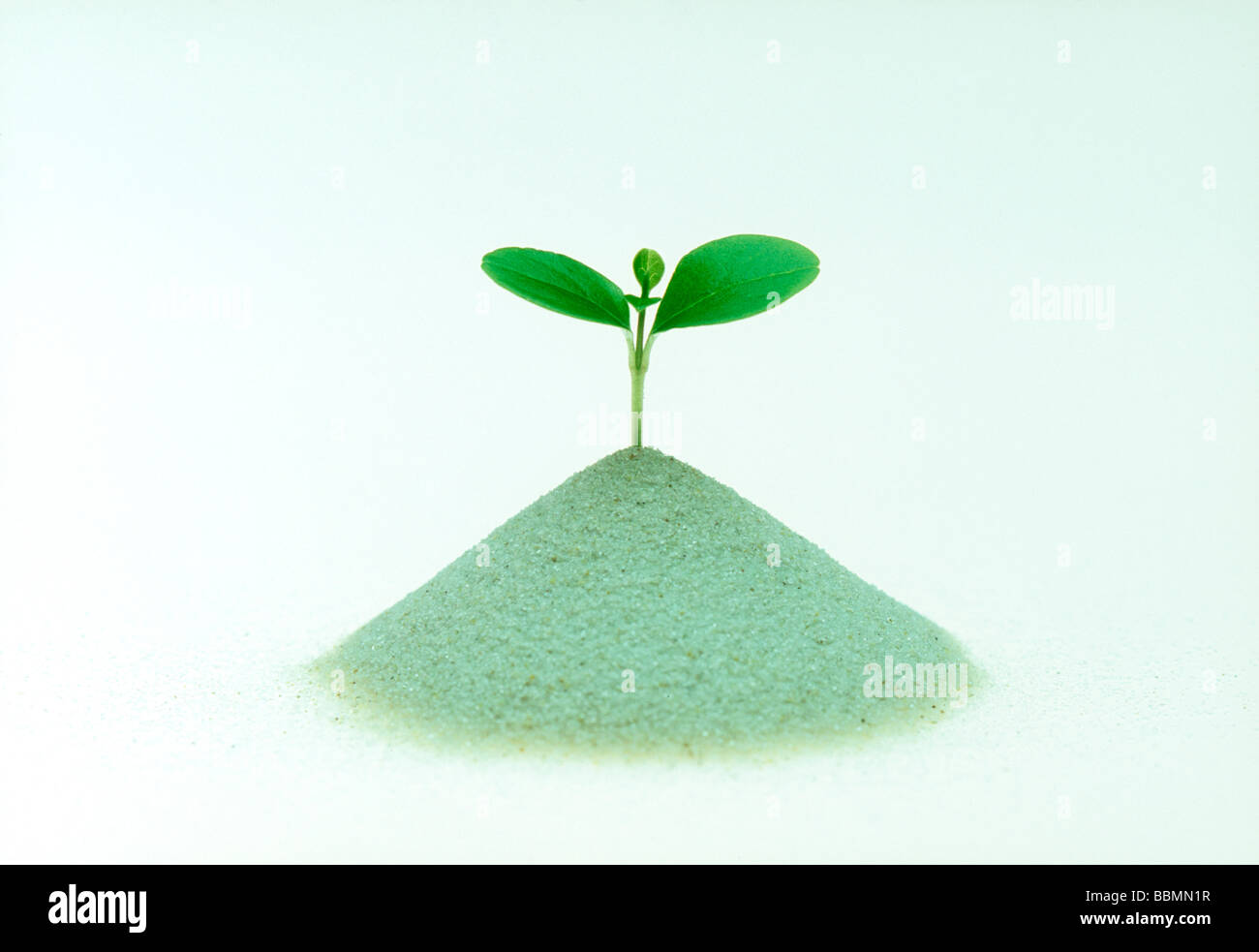 Plant seedling in sand on white background, close-up Stock Photo - Alamy