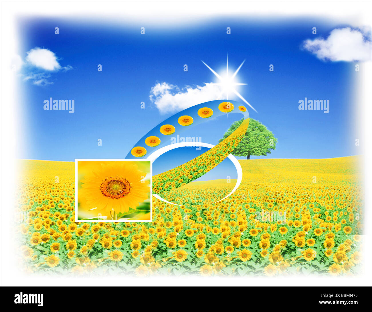 View of sunflowers under sky Stock Photo - Alamy