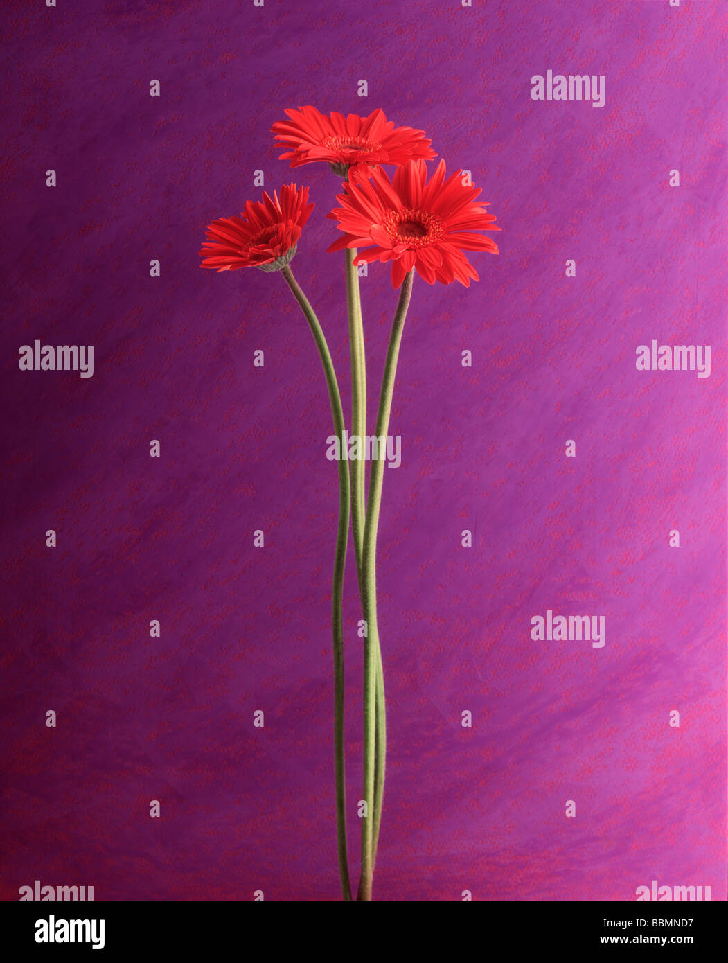 Long stalk hi-res stock photography and images - Alamy