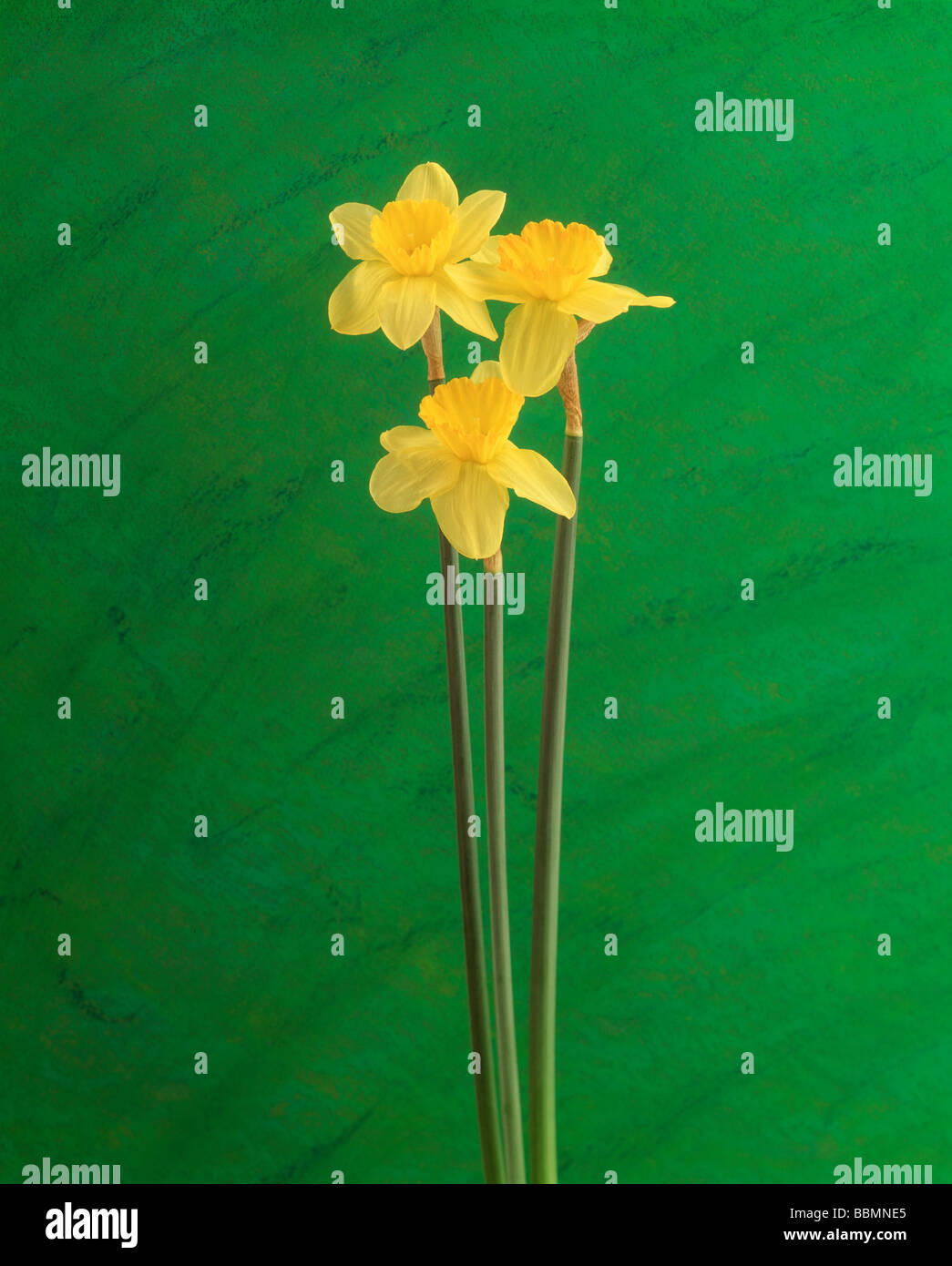 Long stalk hi-res stock photography and images - Alamy