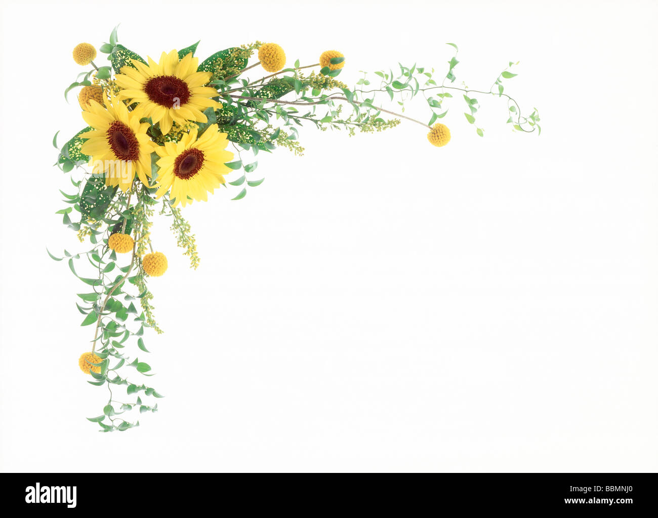 Cluster of sunflowers beautifully arranged Stock Photo - Alamy