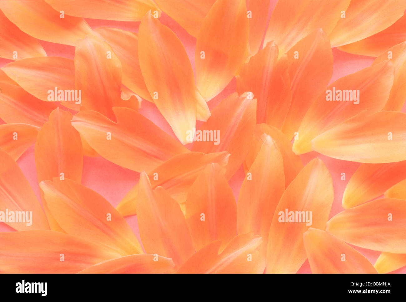 Shaded in orange hi-res stock photography and images - Alamy