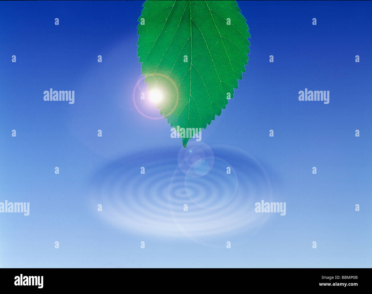 View of lens flare with a leaf and ripple (digital composite Stock ...