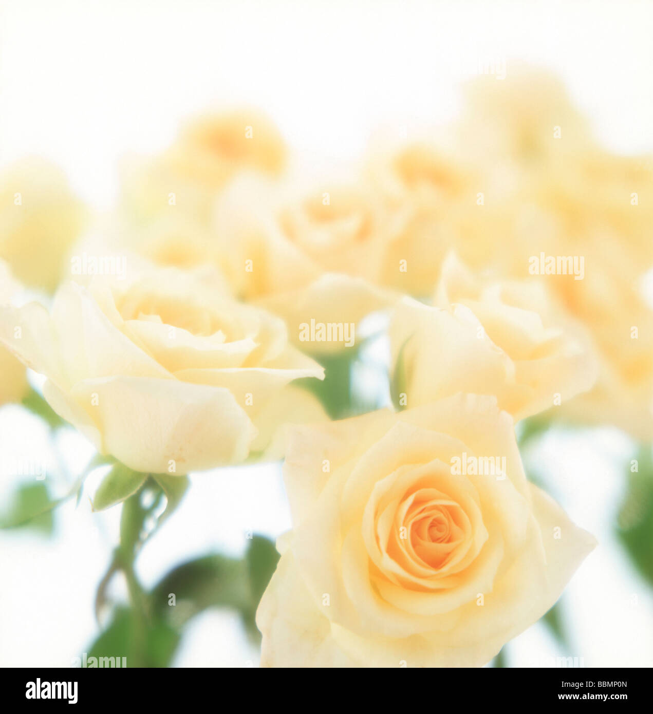 Close-up of yellow roses Stock Photo - Alamy