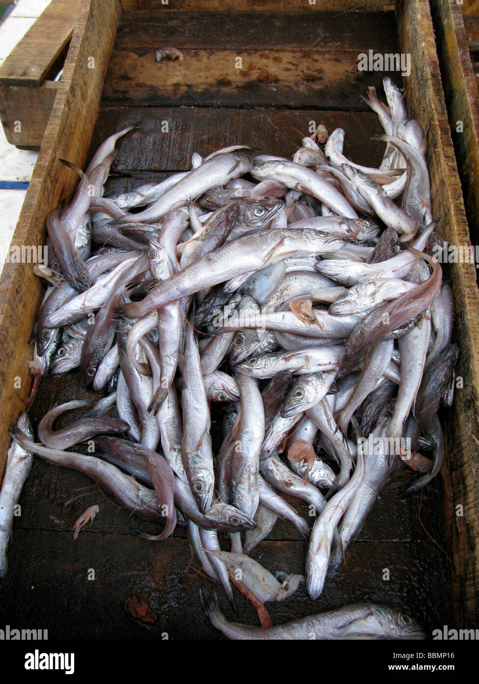 Morocco fish hi-res stock photography and images - Alamy