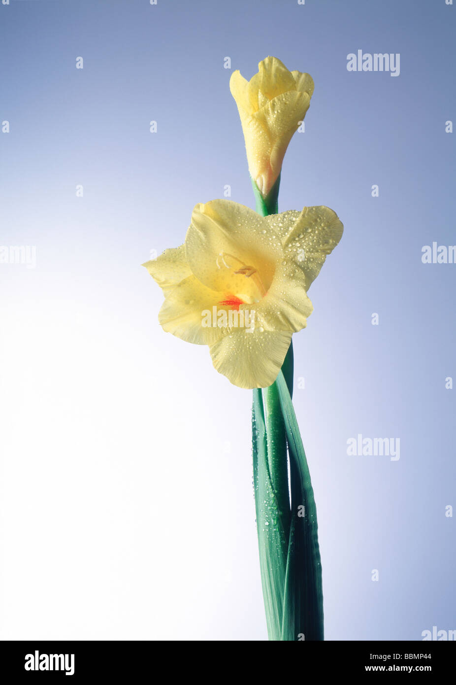 Flowers with stalks hi-res stock photography and images - Alamy
