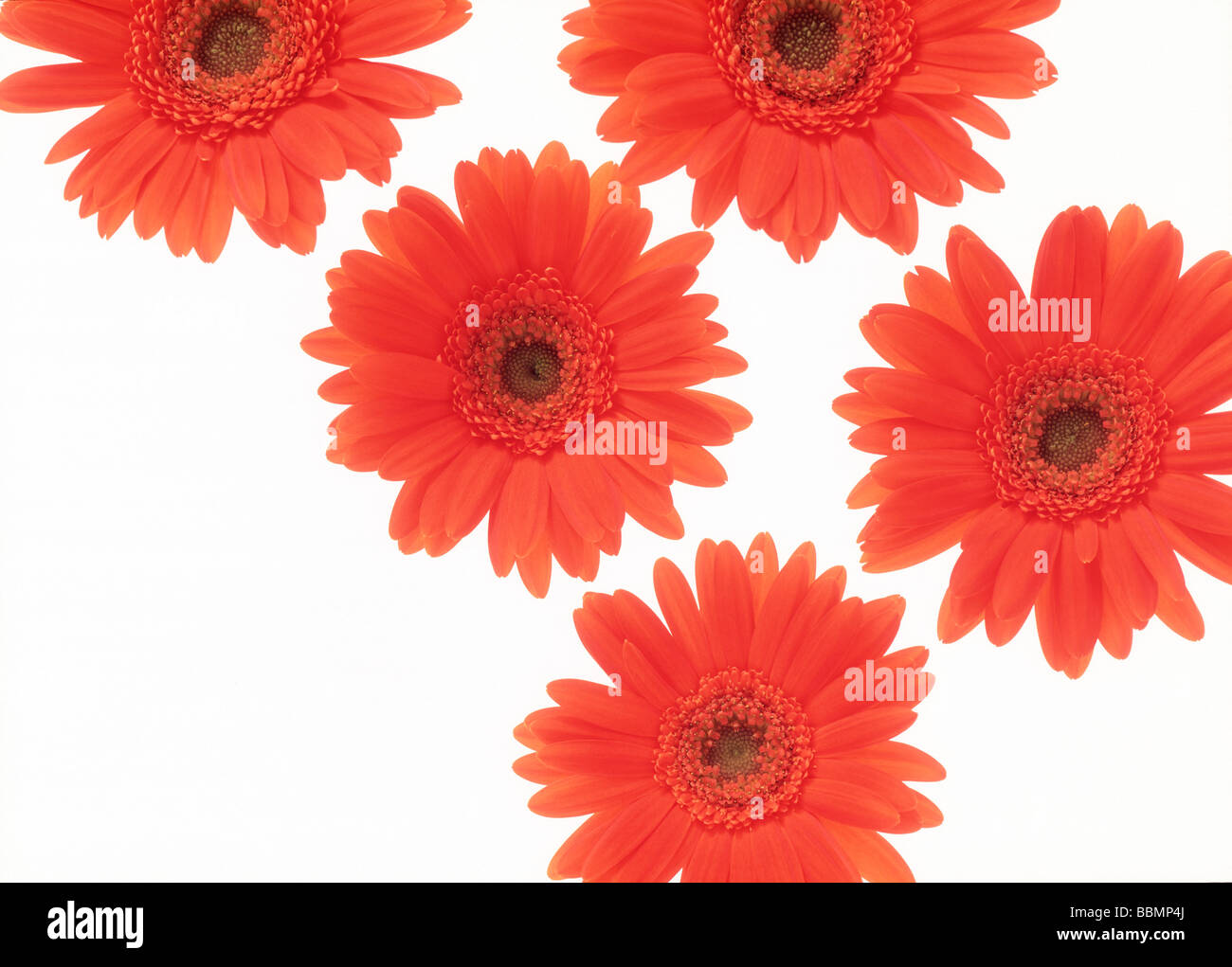 Close-up of beautiful flowers Stock Photo - Alamy