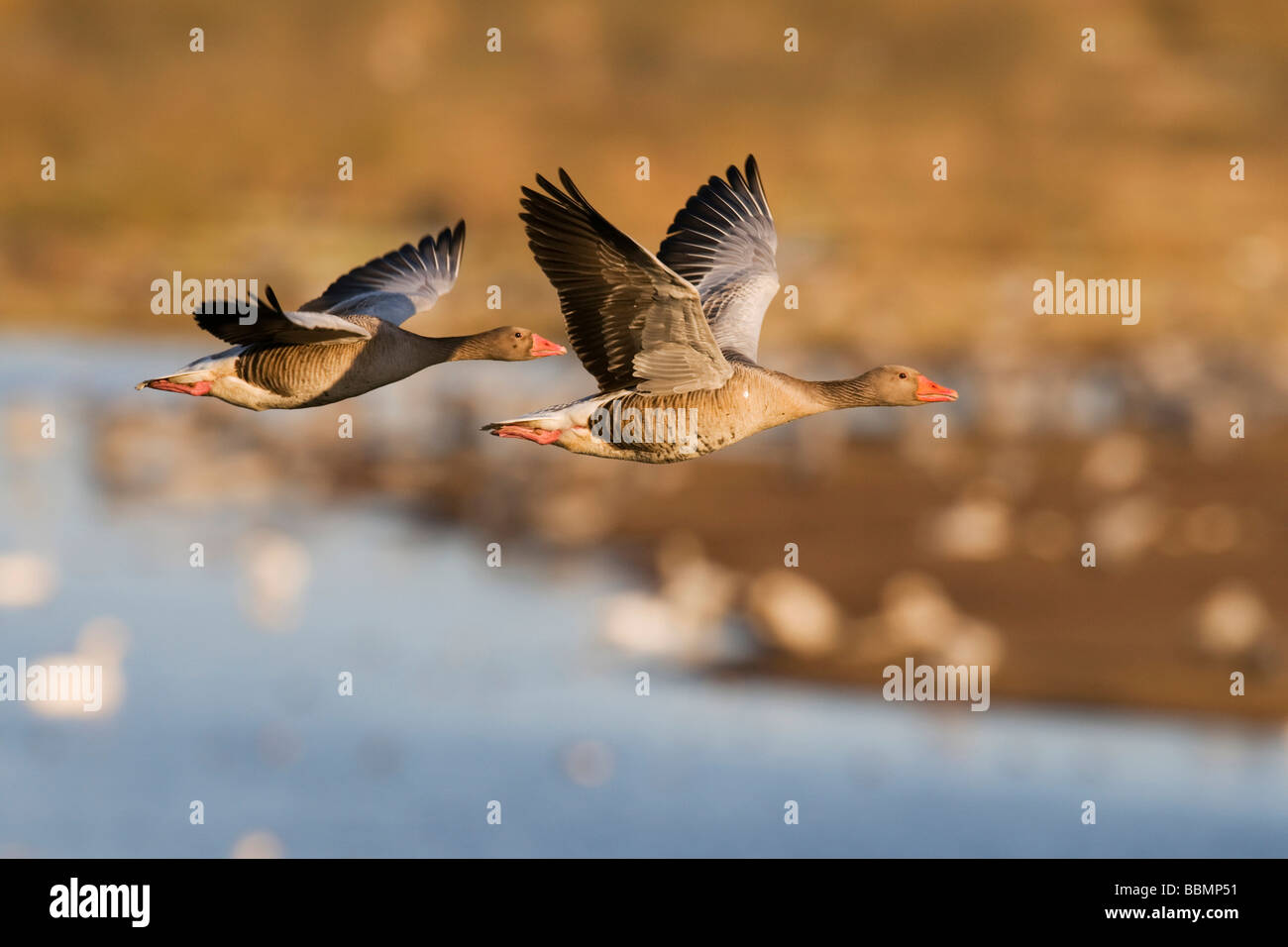 Flying goose hi-res stock photography and images - Alamy