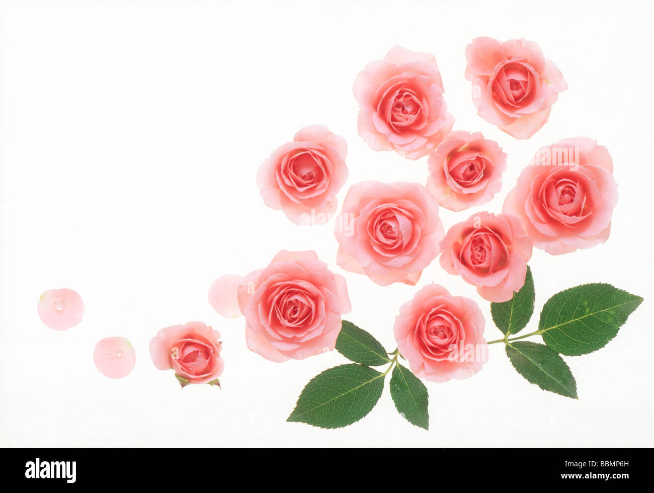 Pink roses in soft Cut Out Stock Images & Pictures - Alamy