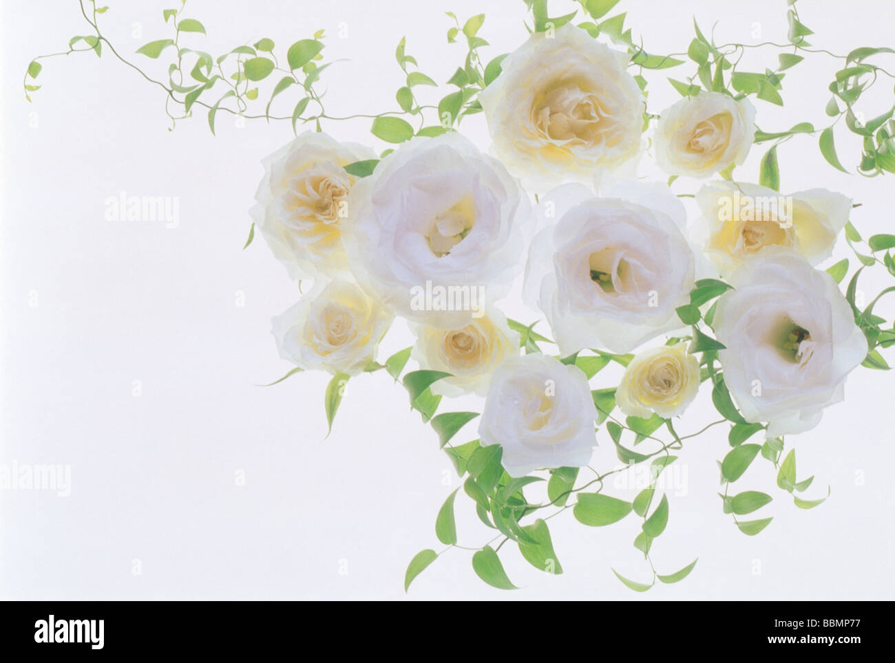 White tendrils hi-res stock photography and images - Alamy