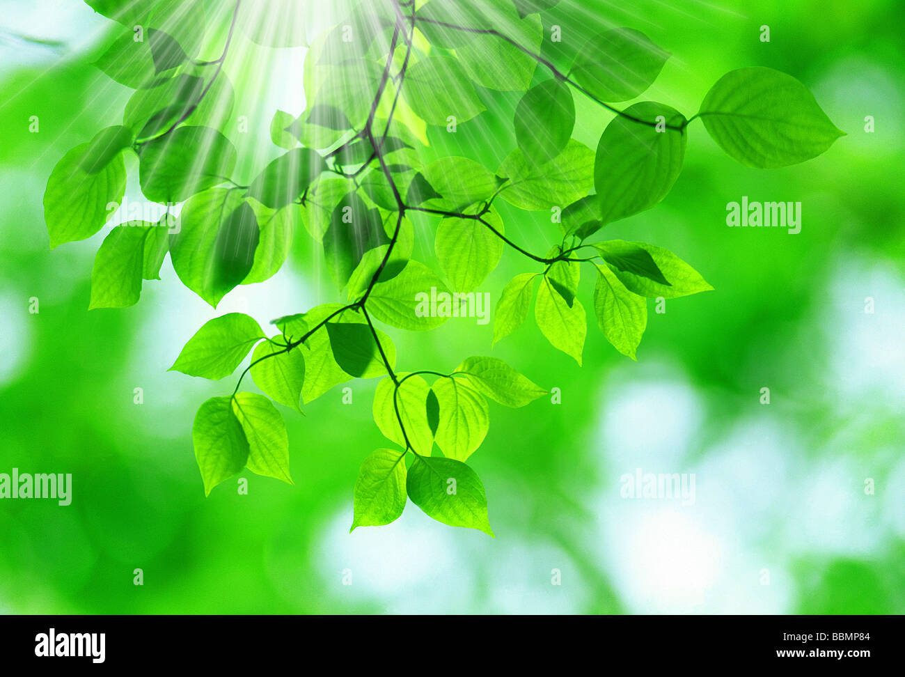 Sunlight streaming through green leaves Stock Photo - Alamy