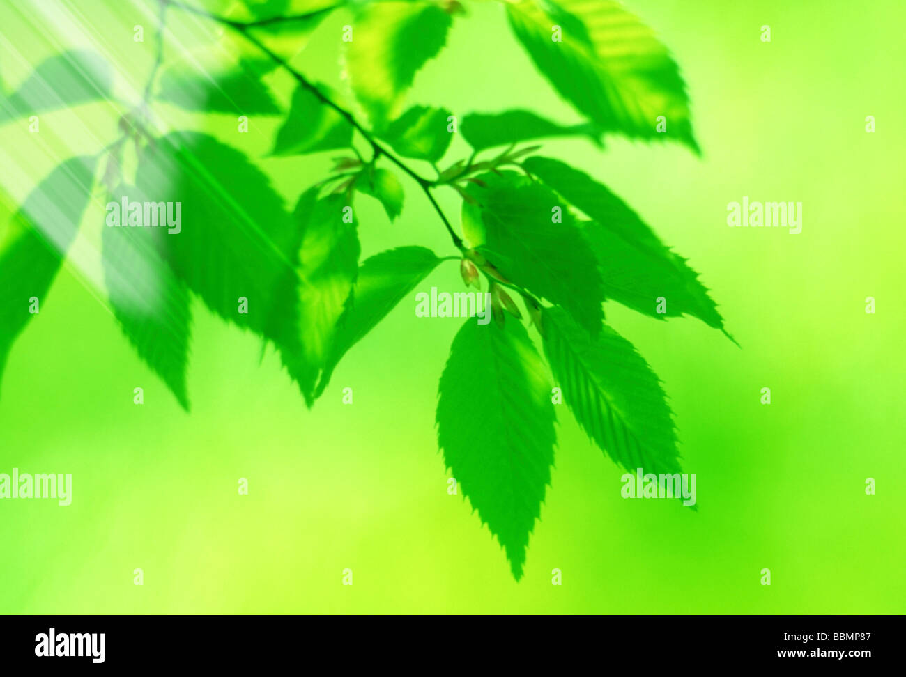 View of green leaves Stock Photo - Alamy