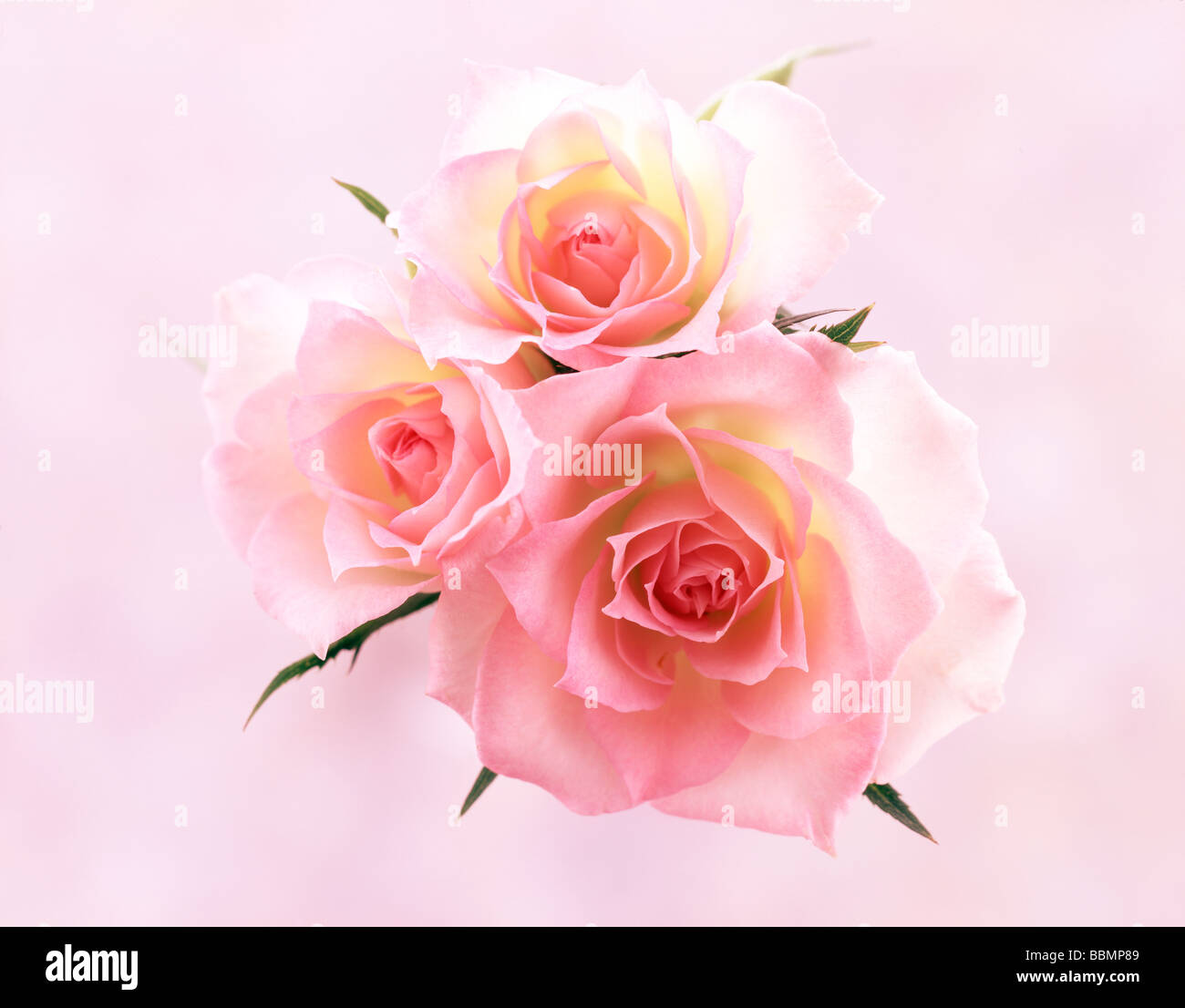 Close-up of three pink roses Stock Photo - Alamy