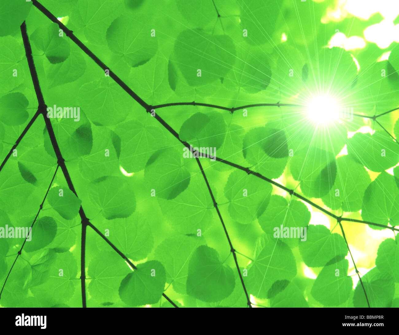 Sunlight through leaves Stock Photo - Alamy