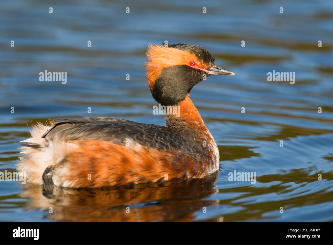 Slavonian Grebe (Podiceps auritus) in a marsh lake, Vaestergoetland ...