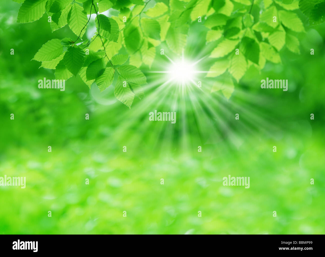 Sunlight streaming through leaves Stock Photo - Alamy