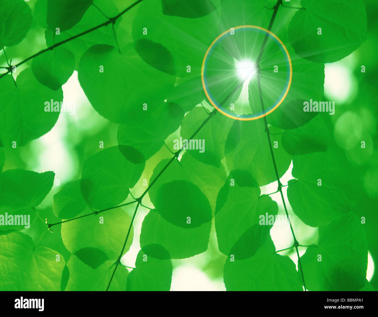 Sunlight streaming through leaves Stock Photo - Alamy