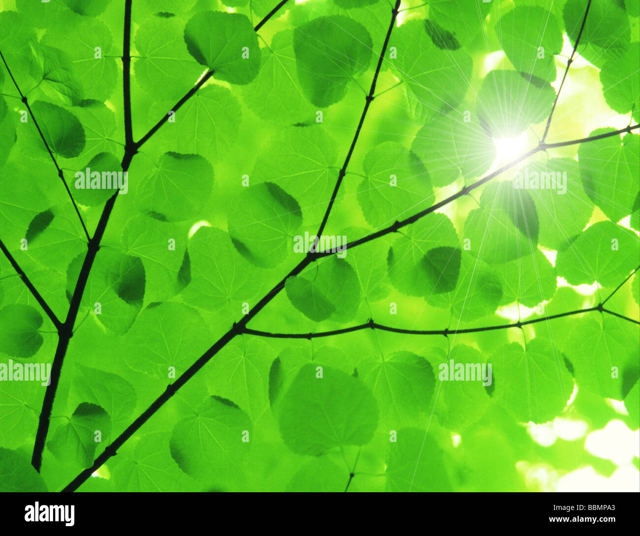 Sunlight streaming through leaves Stock Photo - Alamy