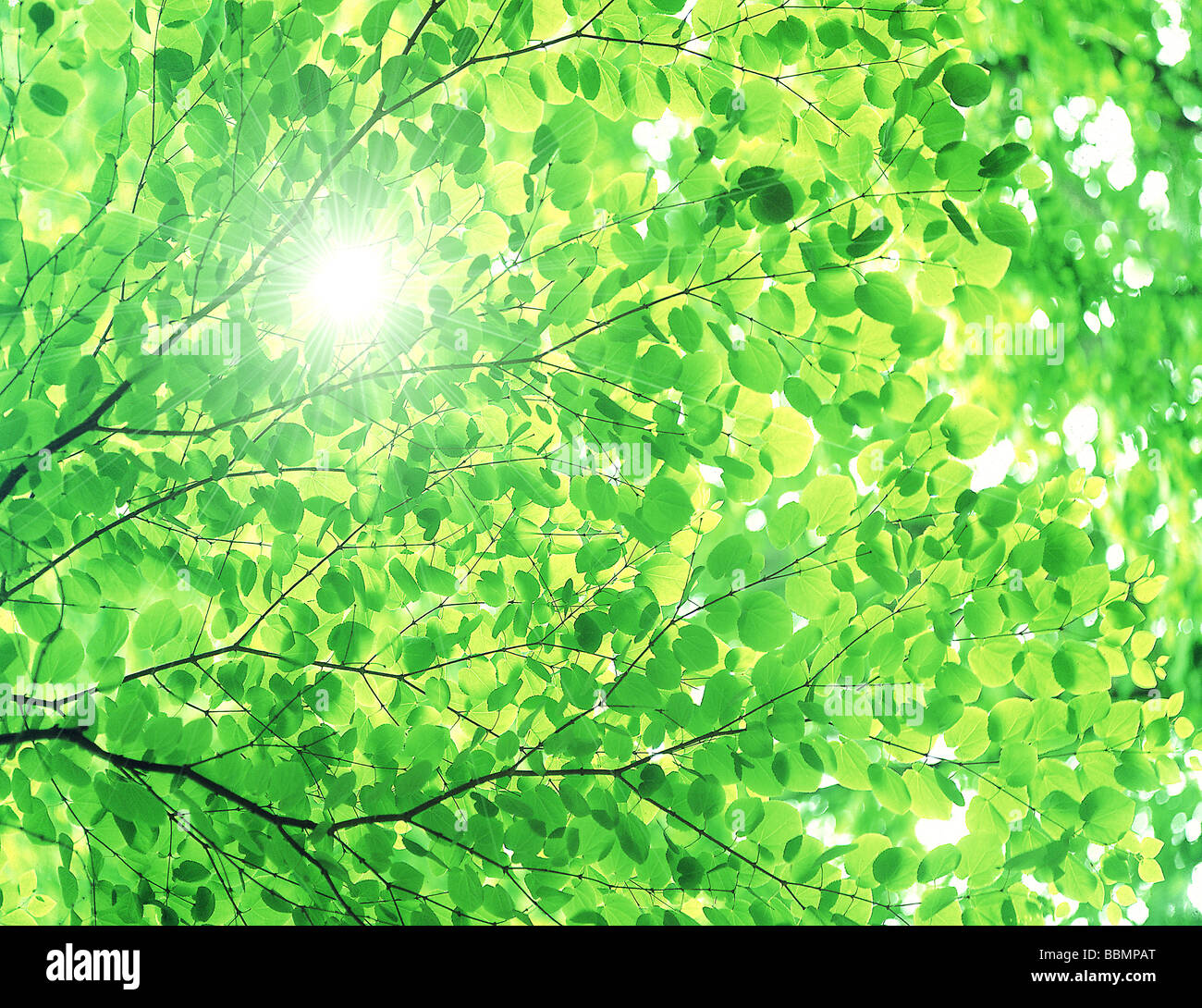Sunlight through leaves Stock Photo - Alamy
