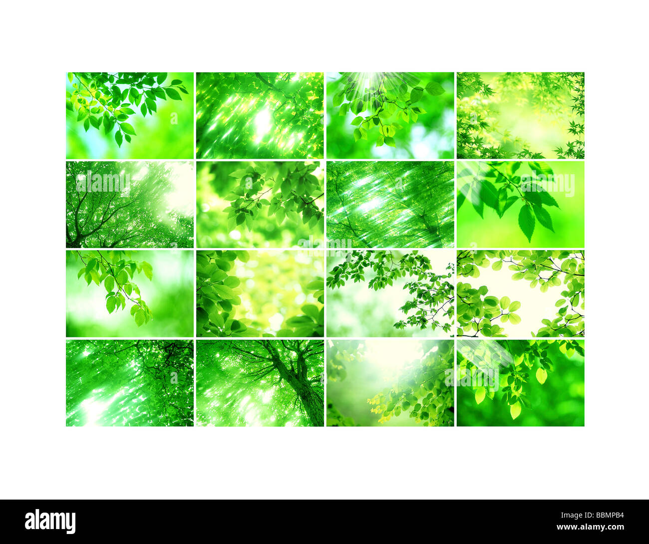 A collage of plants and trees (digital composite Stock Photo - Alamy