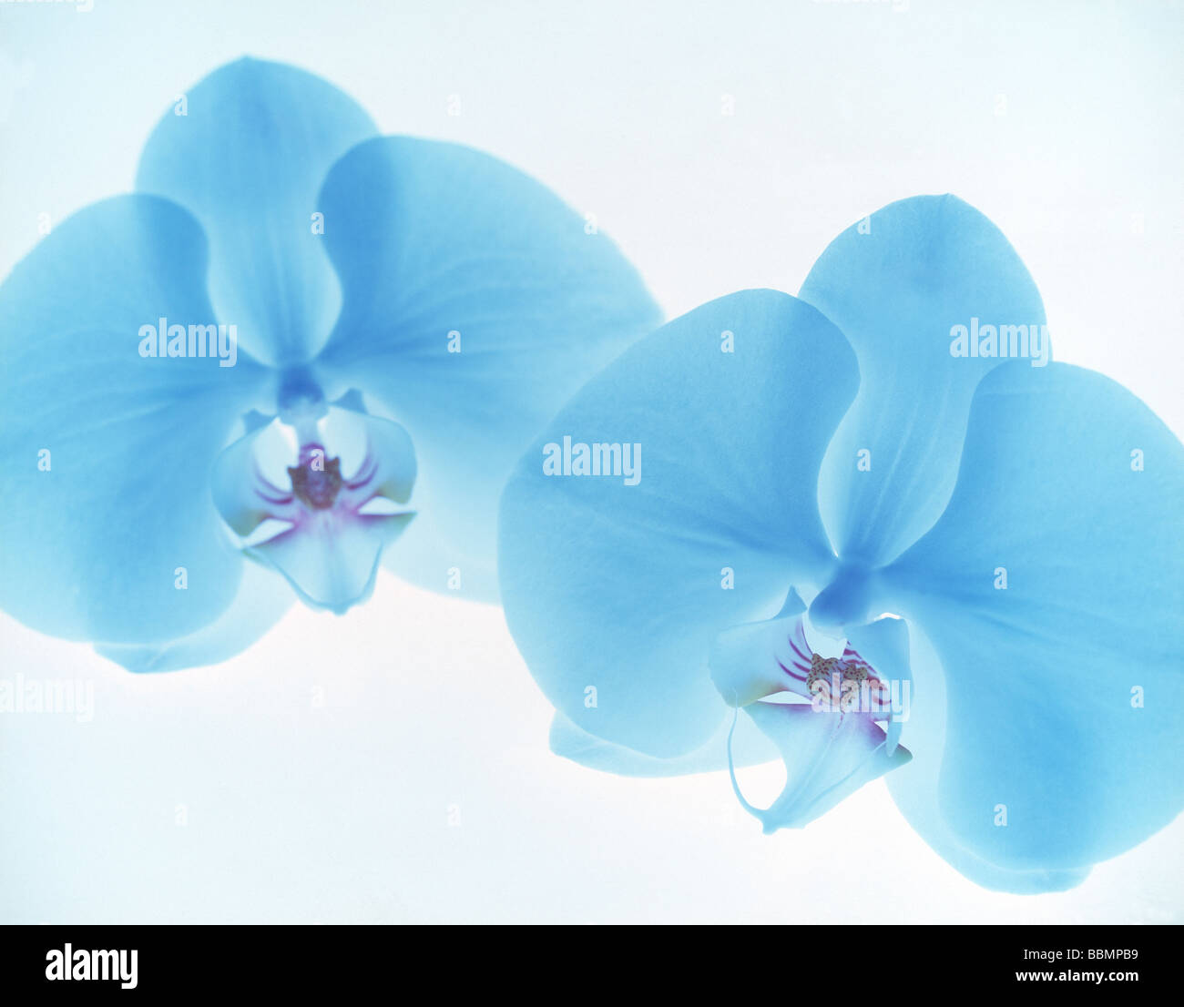 Close-up of two blue flowers Stock Photo - Alamy