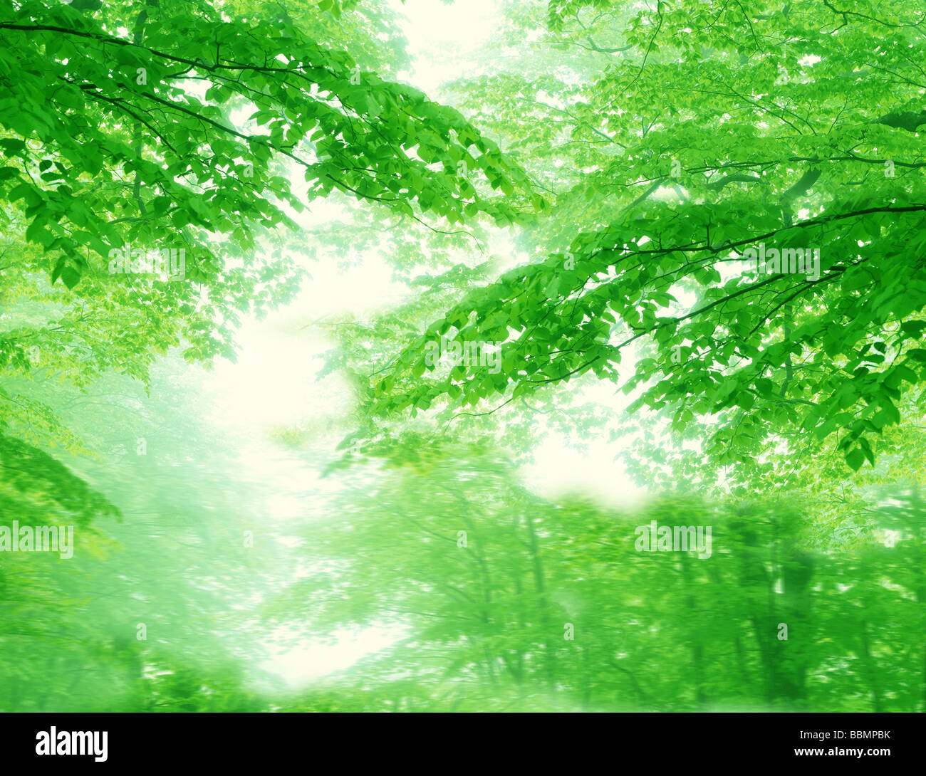 Branches with many leaves Stock Photo - Alamy