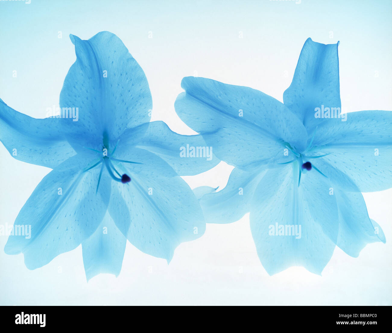 Close-up of two blue flowers Stock Photo - Alamy