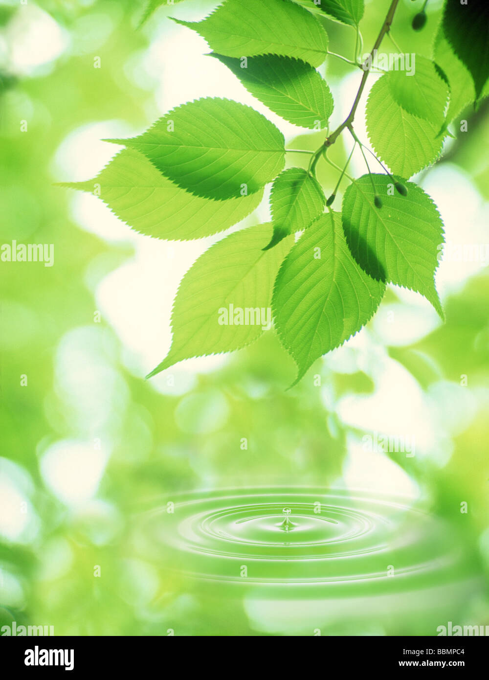 Close-up of a droplet falling from leaves Stock Photo - Alamy