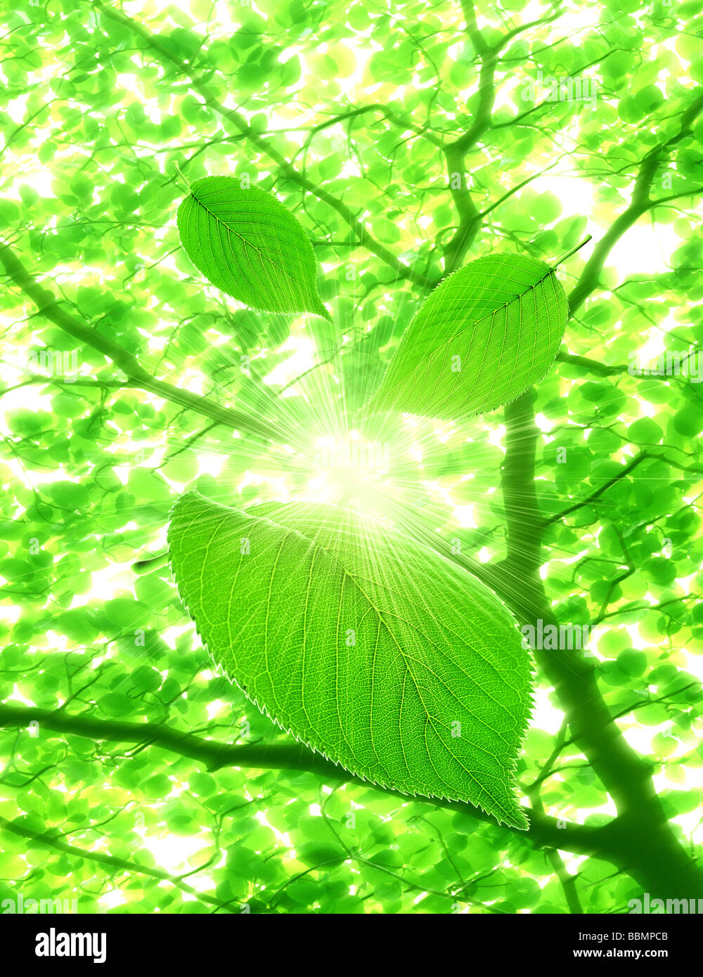 Sunlight through branches of leaves (digital composite Stock Photo - Alamy