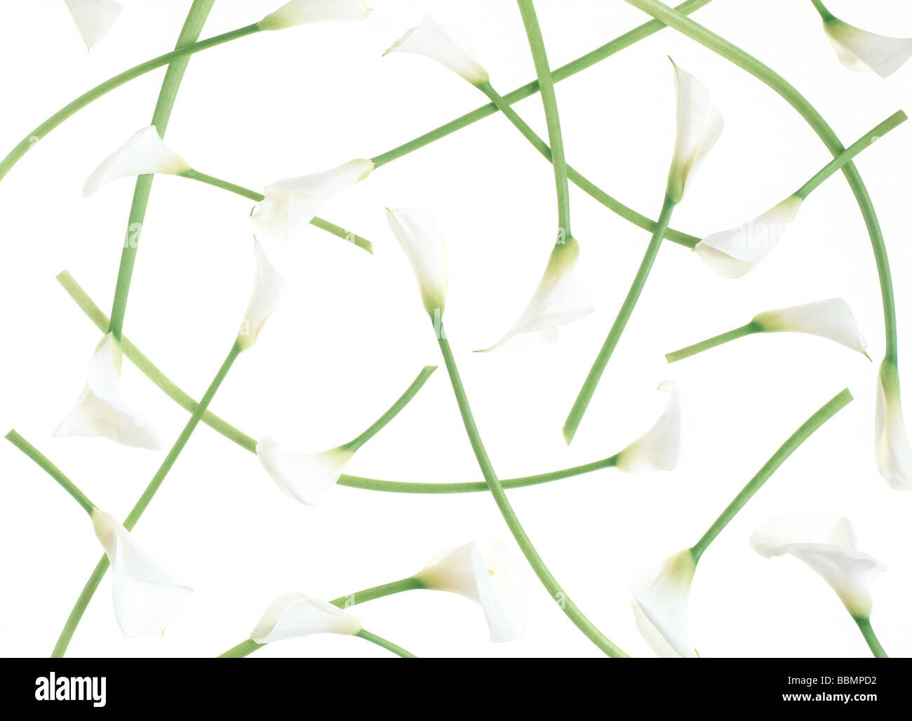 View of white flowers with stalks Stock Photo - Alamy
