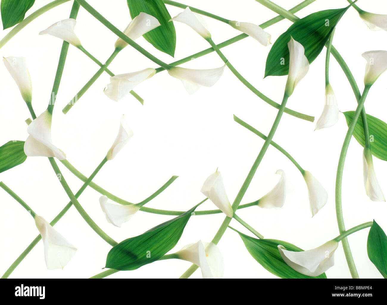 View of white flowers with stalks Stock Photo - Alamy