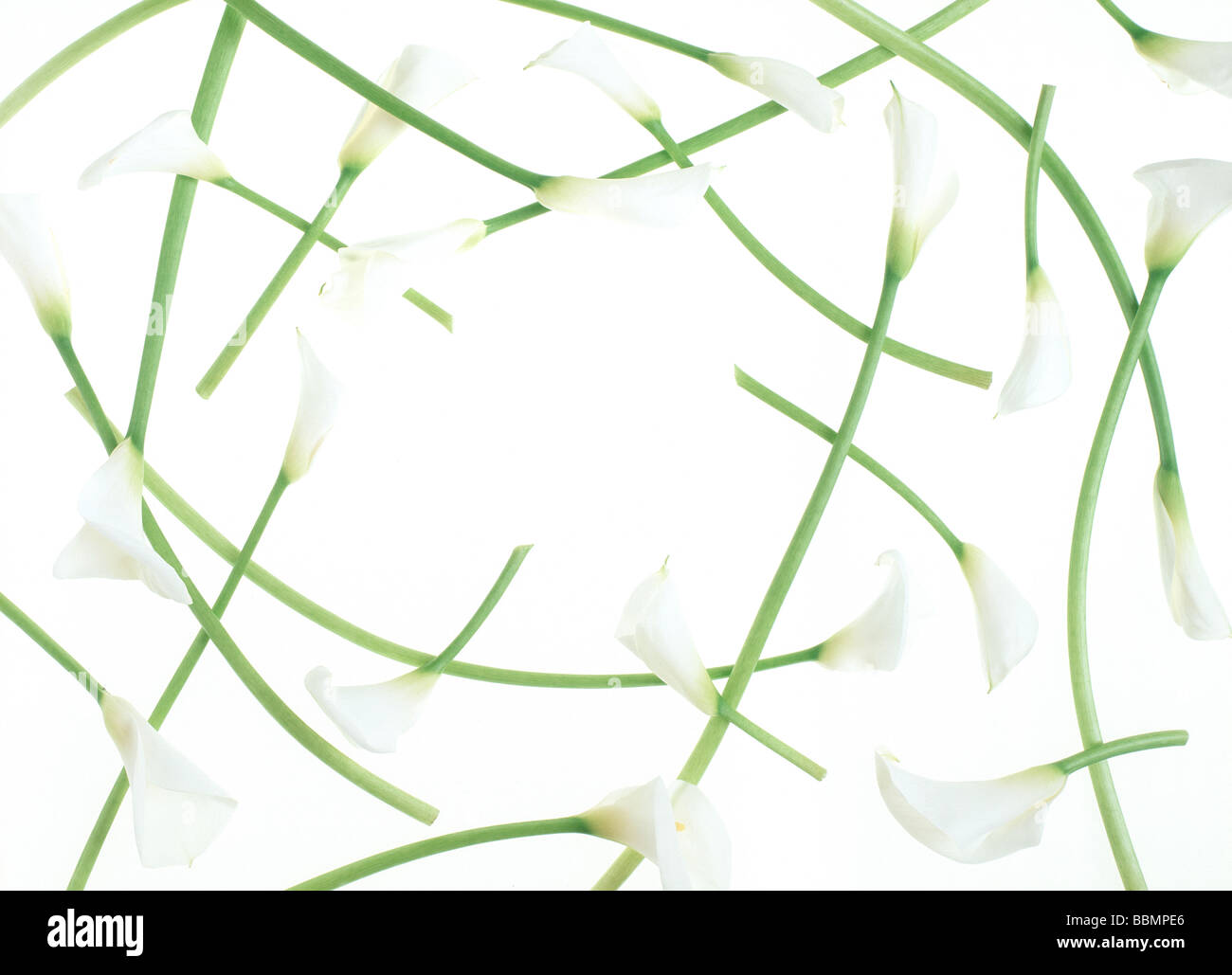 Stalks flowers hi-res stock photography and images - Alamy