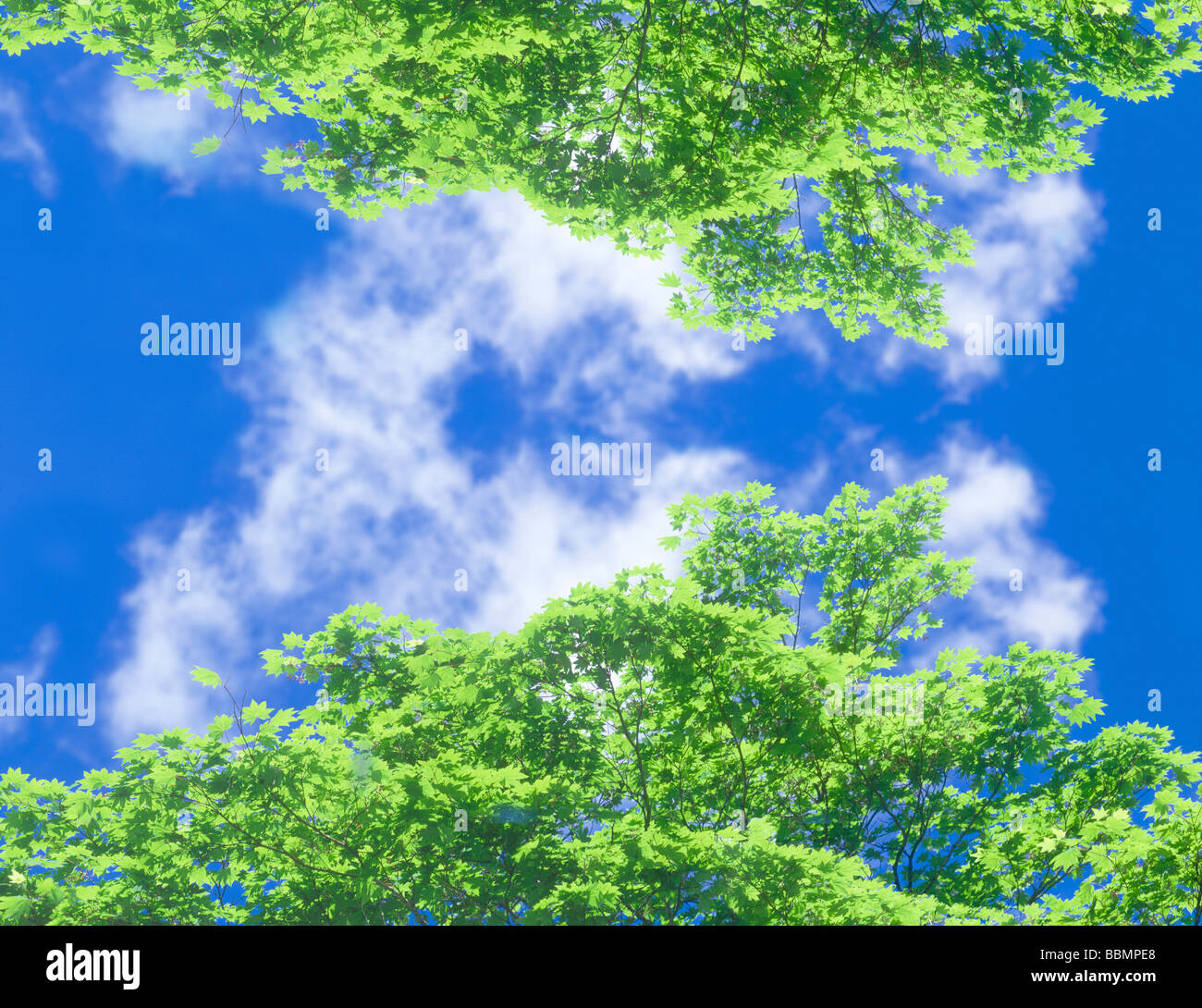 Symmetrical trees hi-res stock photography and images - Alamy