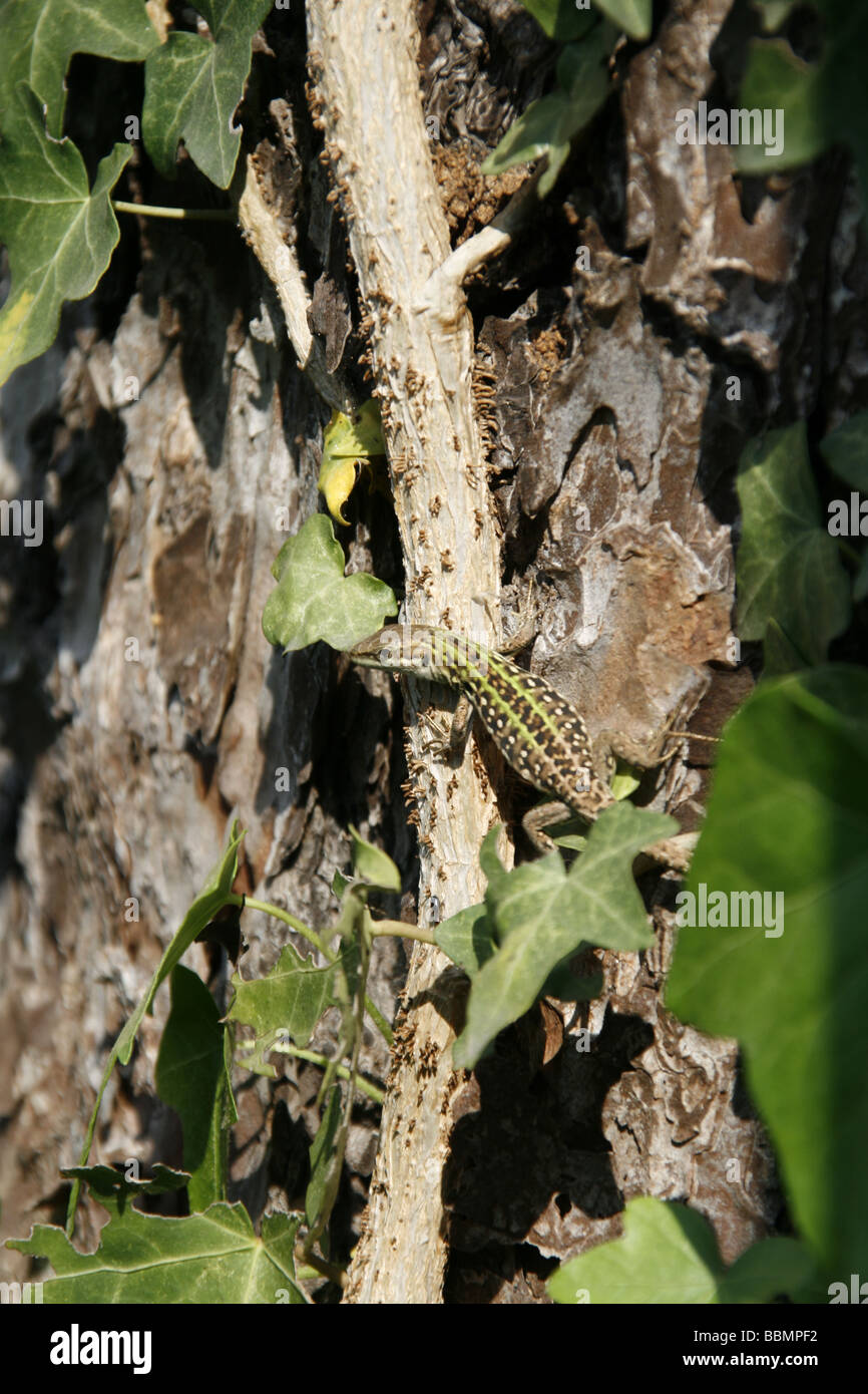 green lizard climbing tree in italy Stock Photo - Alamy
