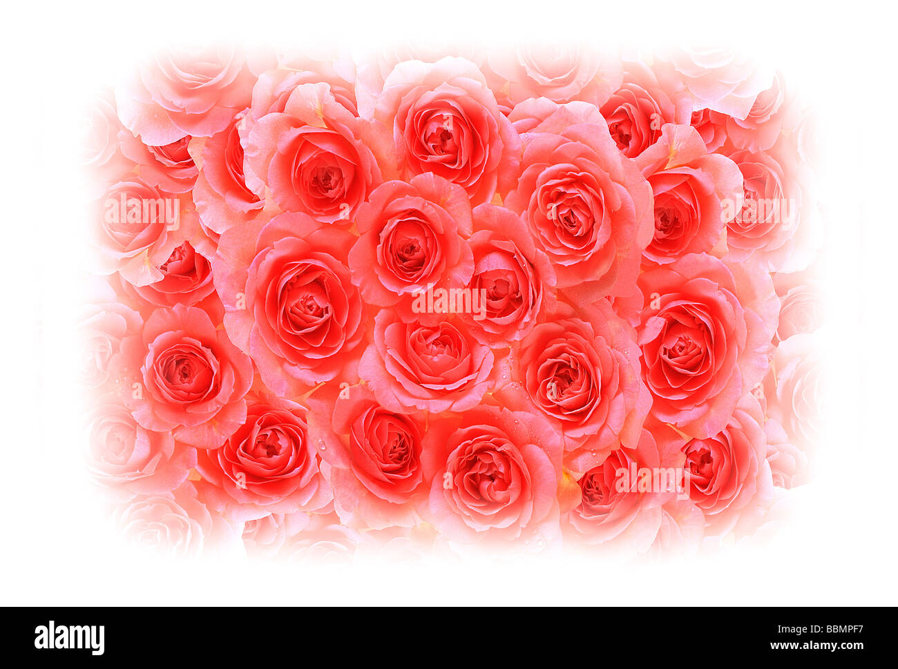 Close-up of a bunch of pink roses Stock Photo - Alamy