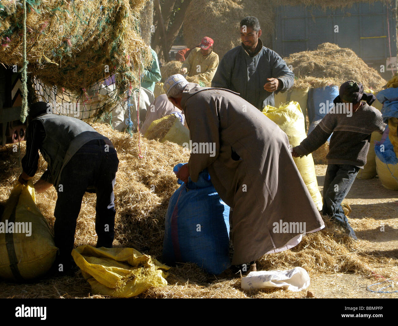 Collecting straw Morocco Stock Photo - Alamy