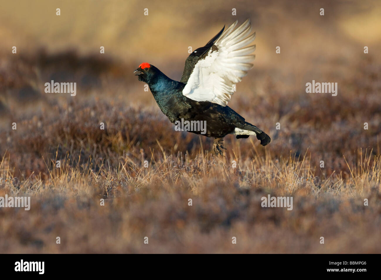 Black Grouse (Lyrurus tetrix), flying, Vaestergoetland, Sweden ...